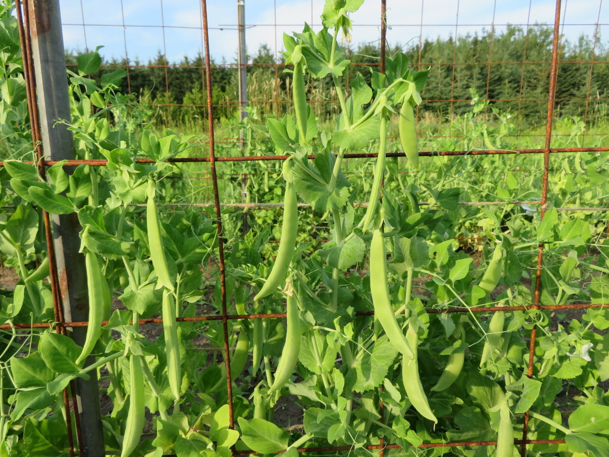 Les pois (pisum sativum) - Le potager ornemental de Catherine