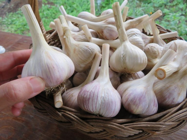 Semences Ail Northern Quebec - Le Potager Ornemental