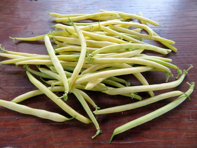 Haricot Orinoco - SEMENCES Le potager ornemental de Catherine