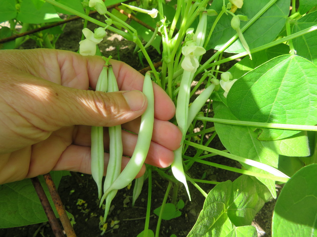 Ice Bean - Le potager ornemental de Catherine