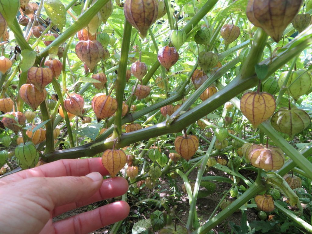 Cerise de terre pygmée - SEMENCES Le potager ornemental de Catherine