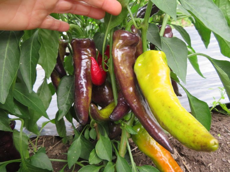 Marconi Purple sweet pepper SEEDS - Le potager ornemental de Catherine