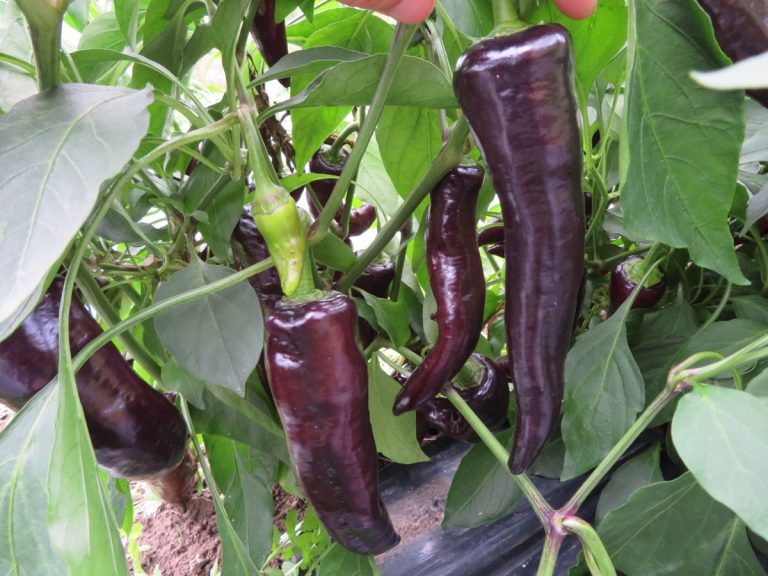 Marconi Purple sweet pepper SEEDS - Le potager ornemental de Catherine