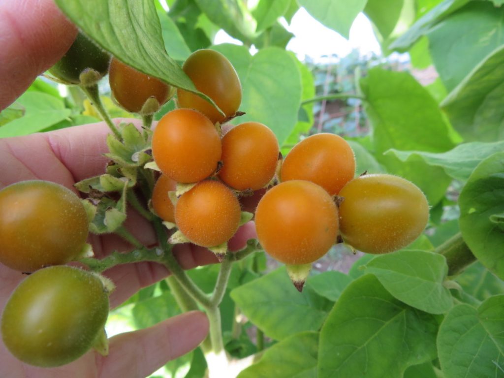 Tamarillo nain - SEMENCES Le potager ornemental de Catherine