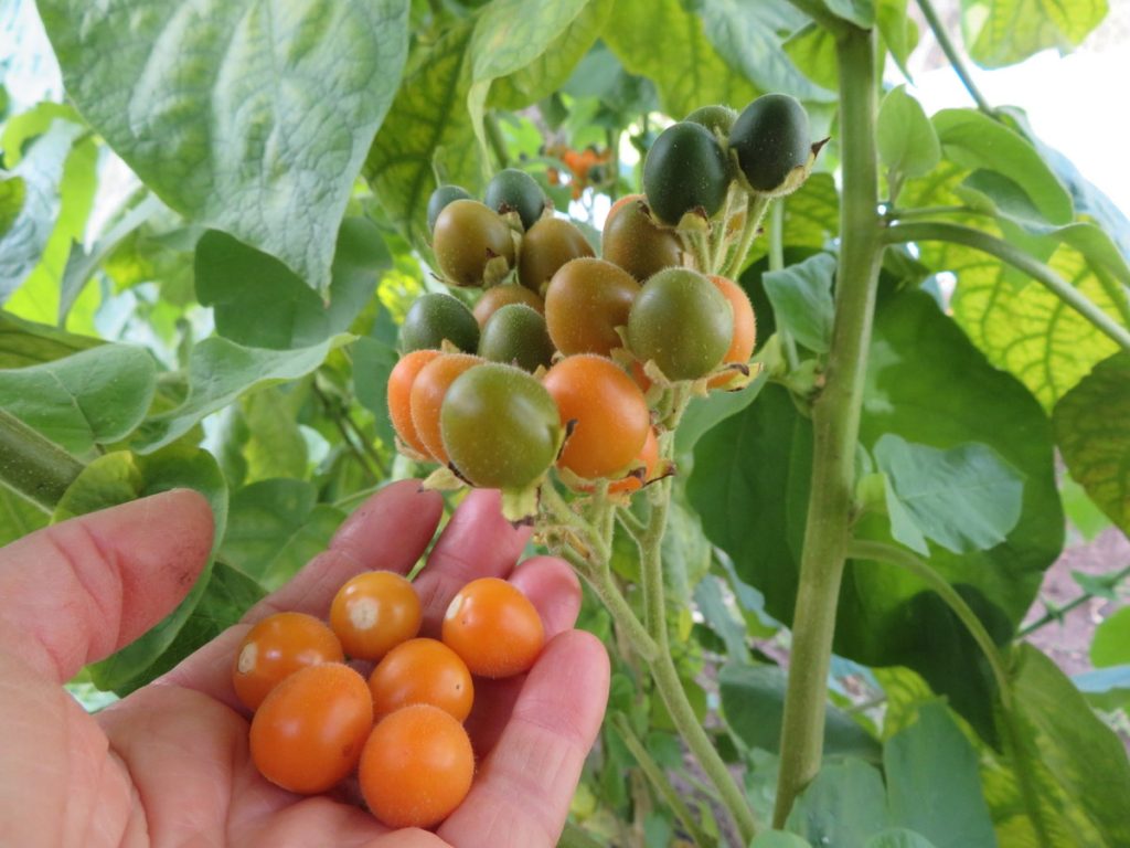 Tamarillo nain - SEMENCES Le potager ornemental de Catherine