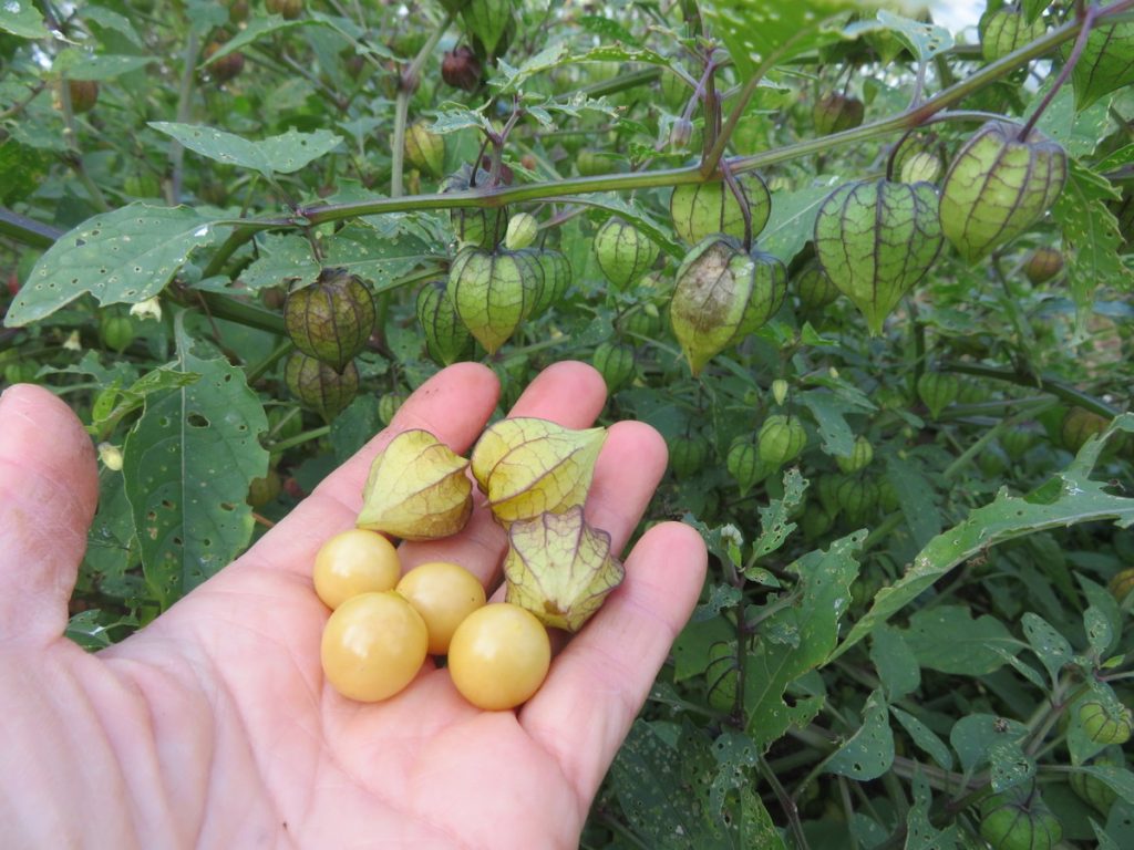 Cerise de terre pygmée - SEMENCES Le potager ornemental de Catherine