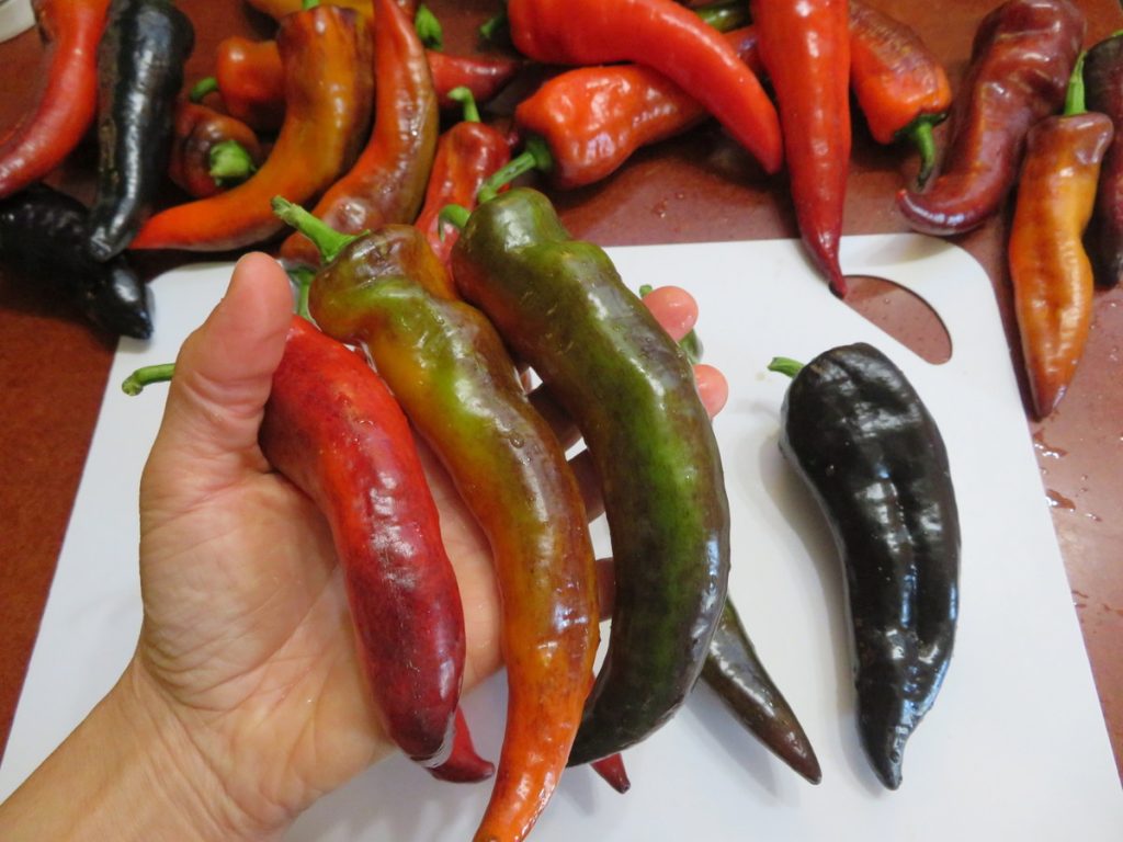 Marconi Purple sweet pepper SEEDS - Le potager ornemental de Catherine