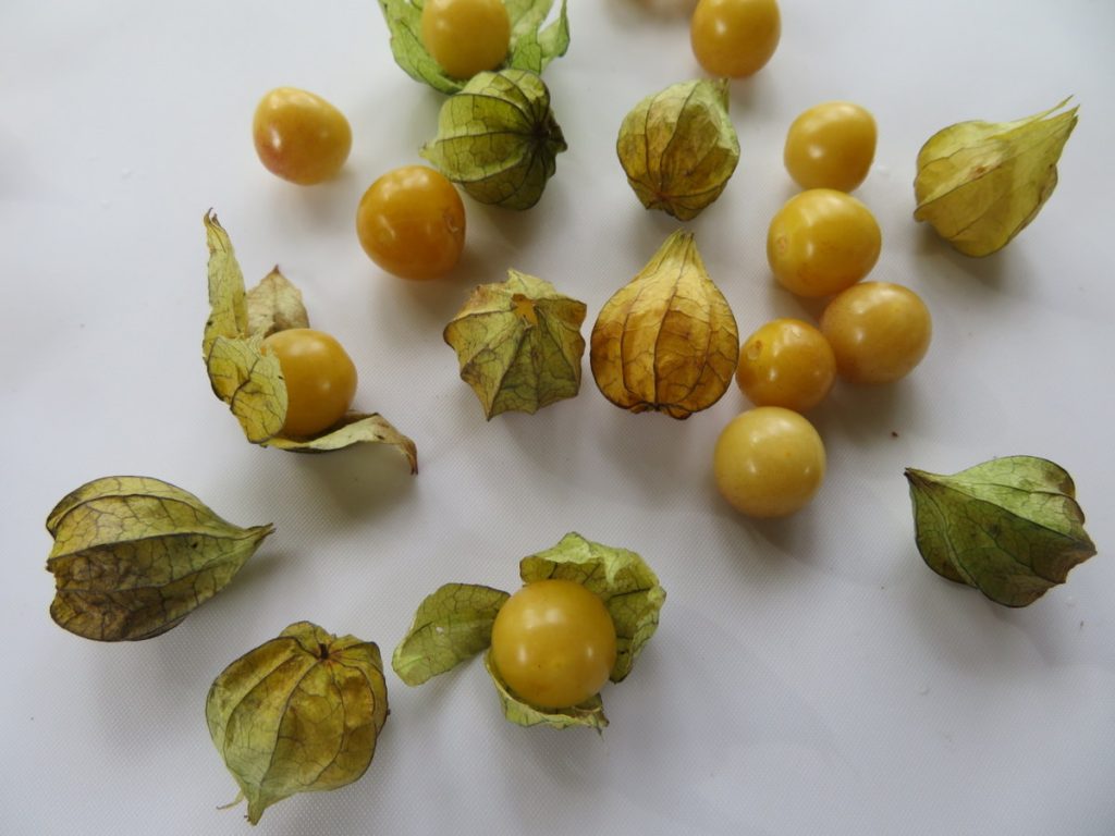 Cerise de terre pygmée - SEMENCES Le potager ornemental de Catherine