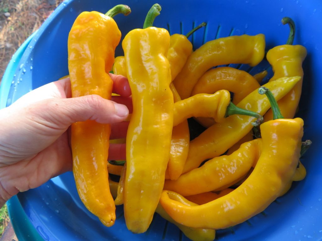 Poivron Petit Jaune d'Antibes SEMENCES - Le potager ornemental de Catherine