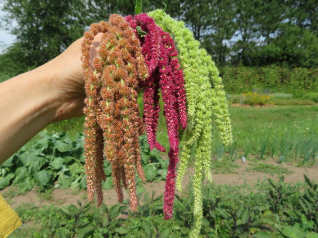 Amarantes Queue de Renard mix SEMENCES - Le potager ornemental de Catherine