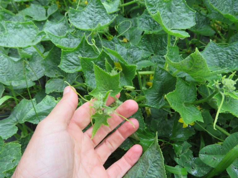 Concombre Little Leaf - SEMENCES Le potager ornemental de Catherine