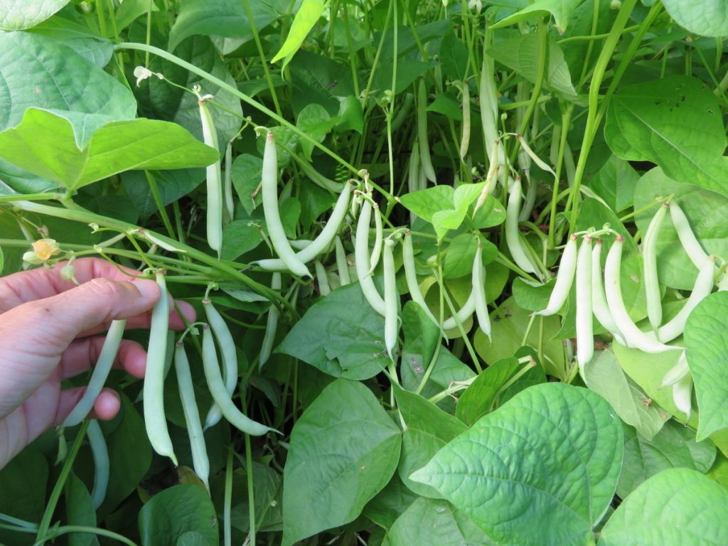 Ice bean - SEEDS Le potager ornemental de Catherine