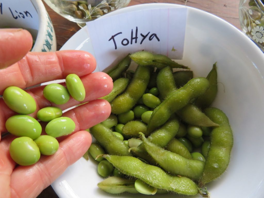 Soya Tohya - SEMENCES Le potager ornemental de Catherine