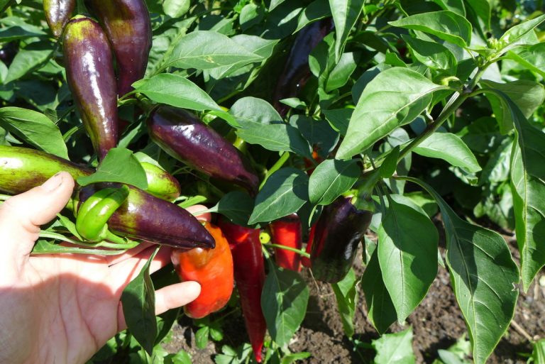 Marconi Purple sweet pepper SEEDS - Le potager ornemental de Catherine