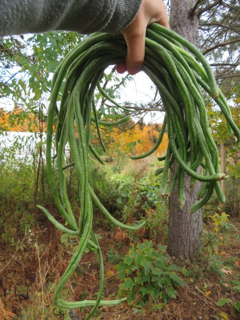 Haricot Kilomètre - SEMENCES Le potager ornemental de Catherine