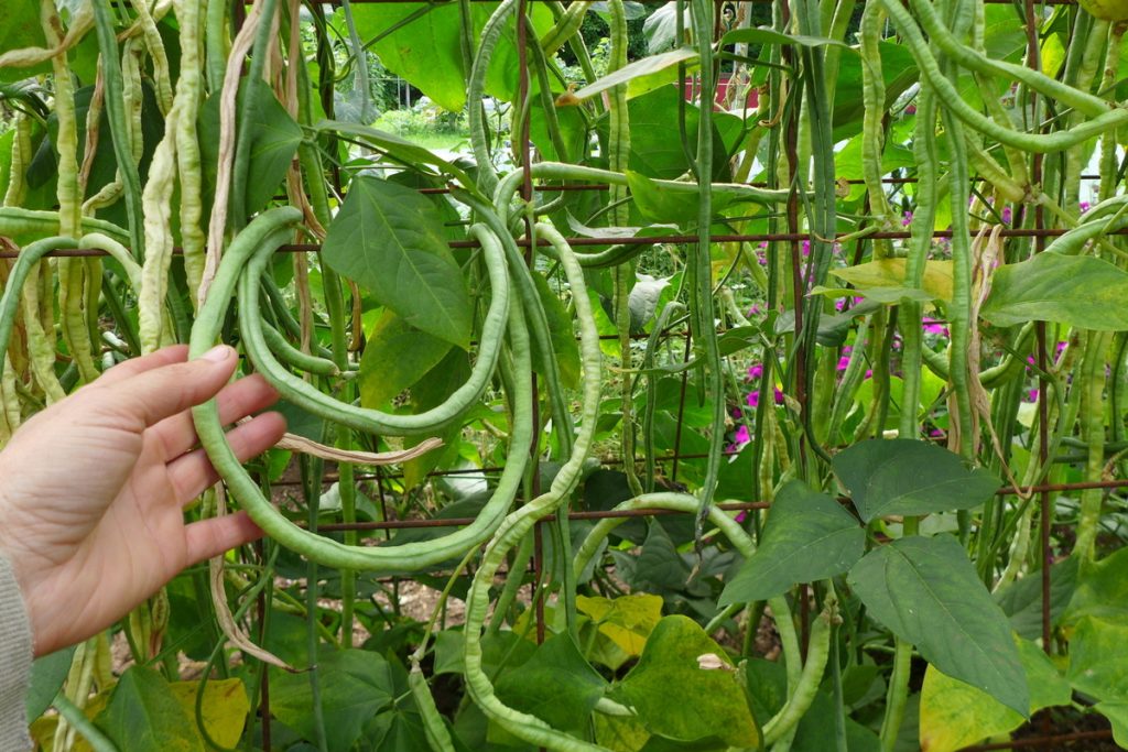 Haricot Kilomètre - SEMENCES Le potager ornemental de Catherine