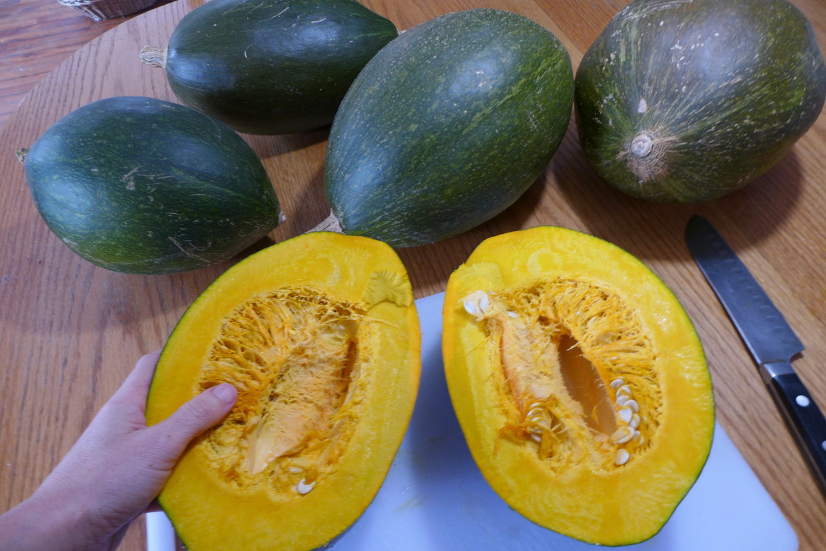 Courge Potiron Vert Olive - SEMENCES Le potager ornemental de Catherine