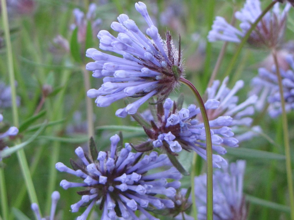 Aspérule azurée - SEMENCES Le potager ornemental de Catherine