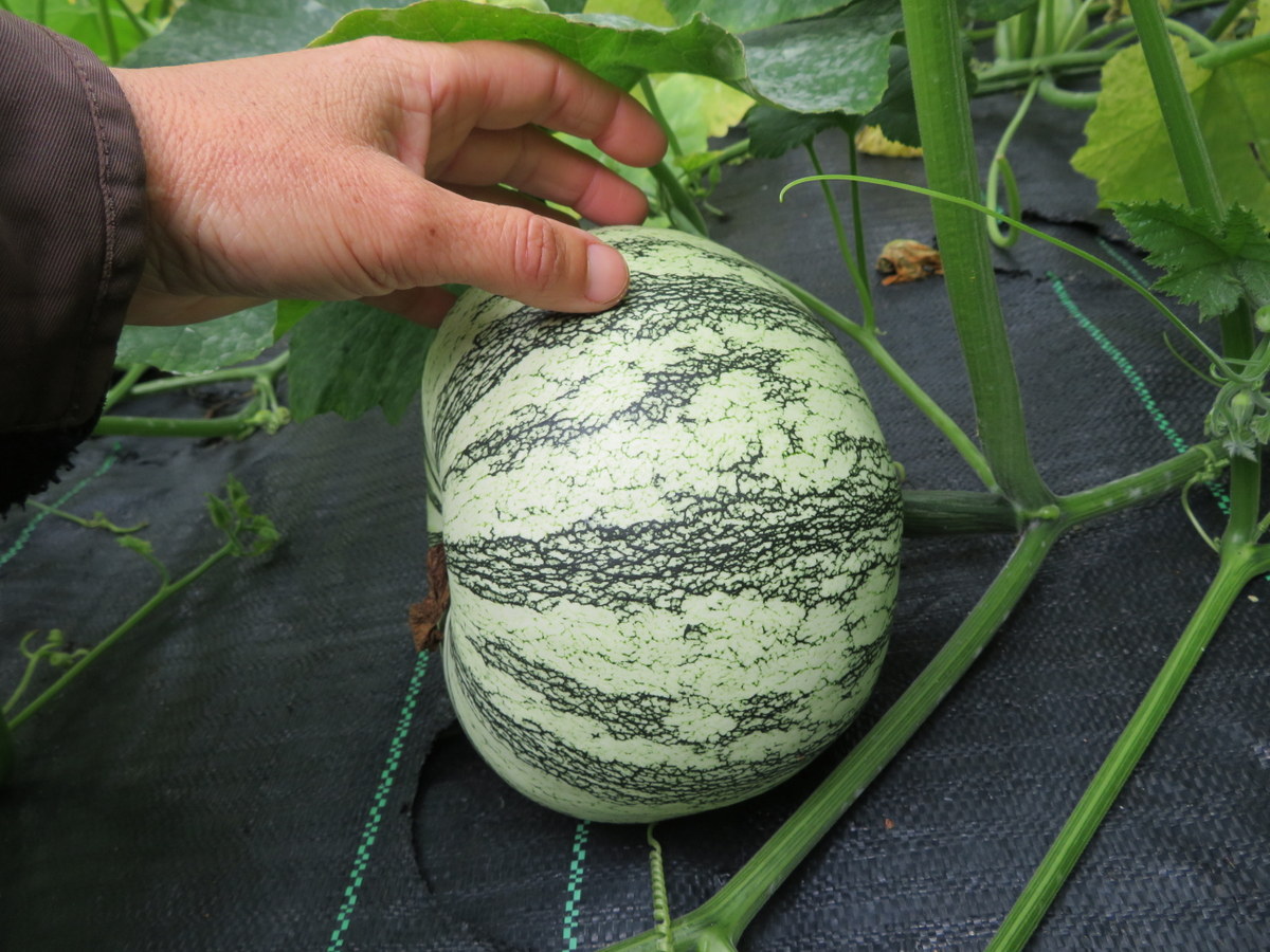 Courge Mexican Wild Green - SEMENCES Le potager ornemental de Catherine