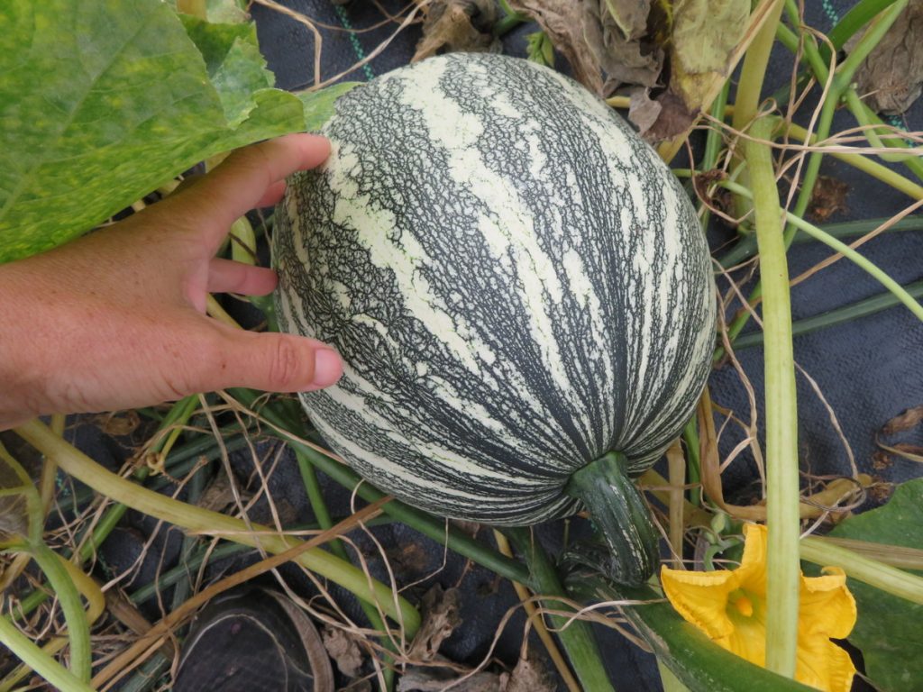 Squash Mexican Wild Green - SEEDS Le potager ornemental de Catherine