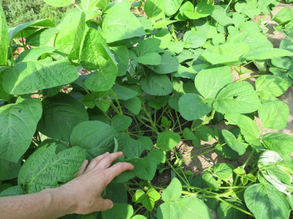 Soybean Galaxy - SEEDS Le potager ornemental de Catherine