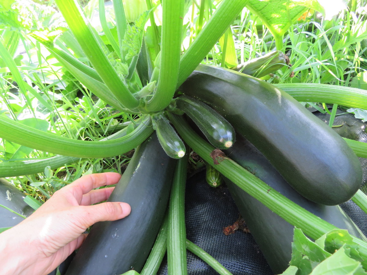 Zucchini vert mix - SEMENCES Le potager ornemental de Catherine