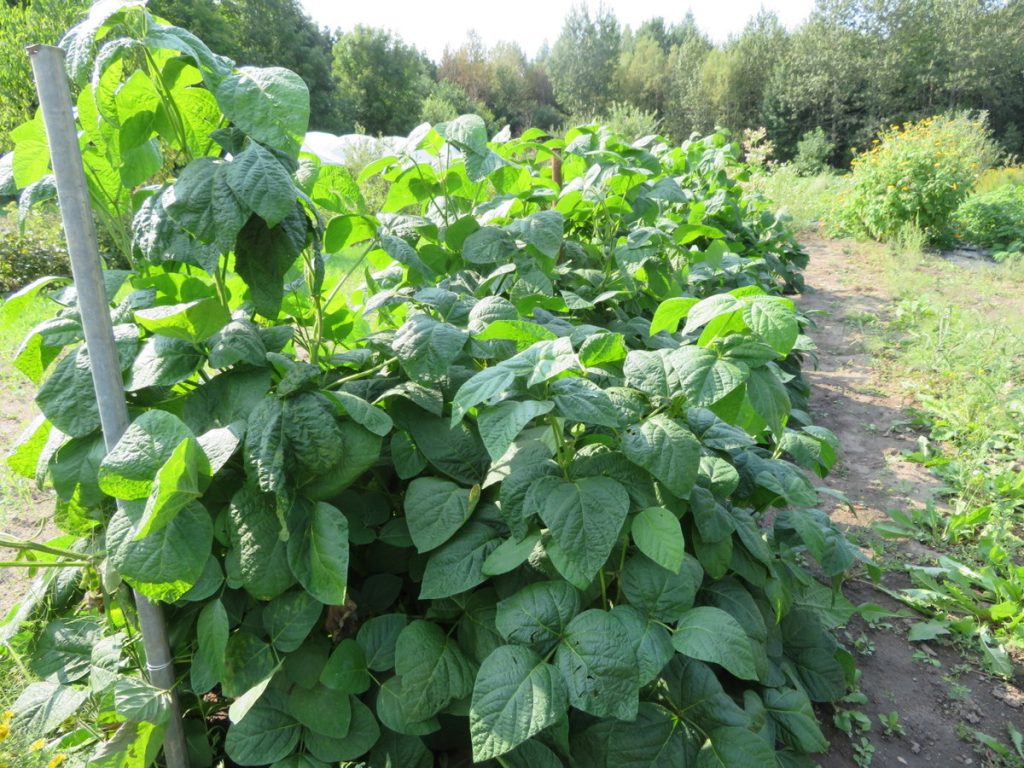 Soybean Galaxy - SEEDS Le potager ornemental de Catherine