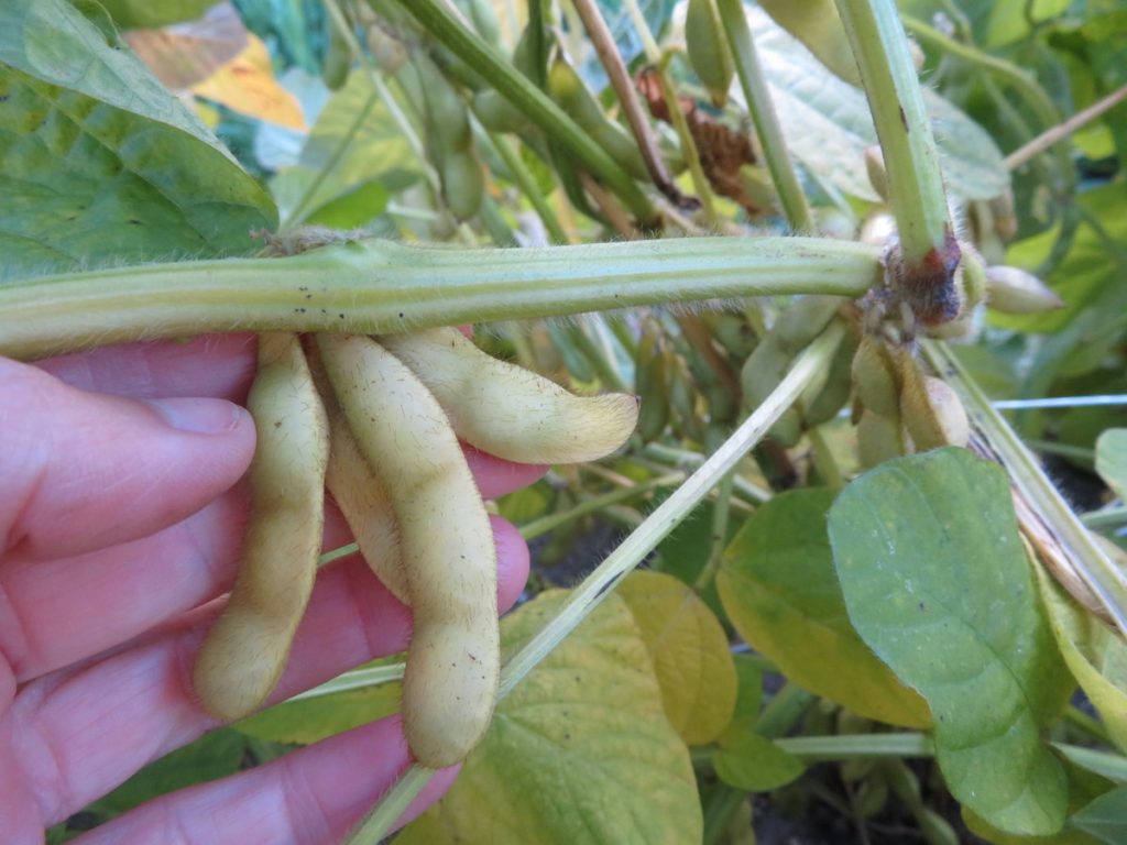 Soybean Galaxy - SEEDS Le potager ornemental de Catherine