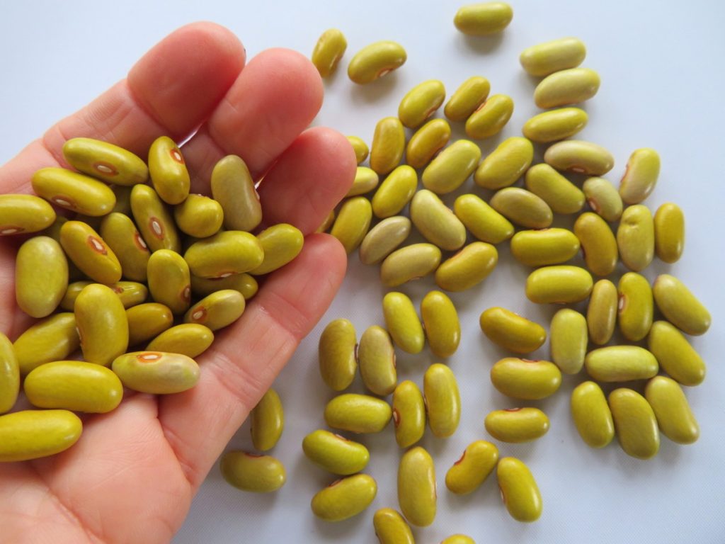 Bean Frisian Yellow Forest - SEEDS Le potager ornemental de Catherine