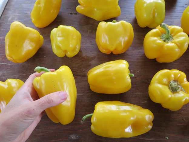 Sweet pepper Yellow mix - SEEDS Le potager ornemental de Catherine