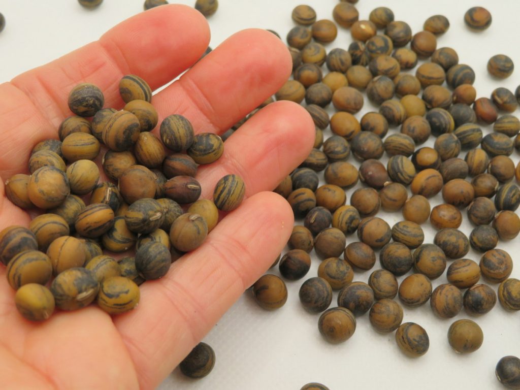 Soybean Galaxy - SEEDS Le potager ornemental de Catherine