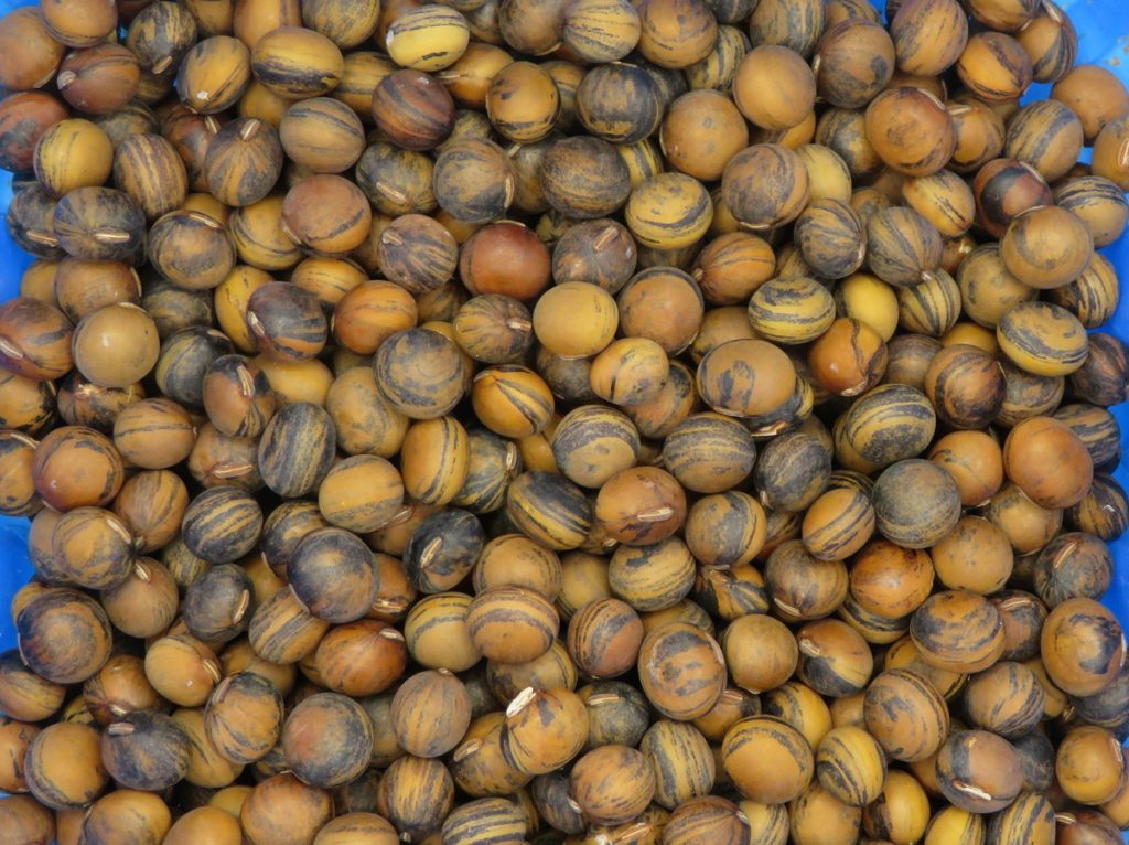 Soybean Galaxy - SEEDS Le potager ornemental de Catherine