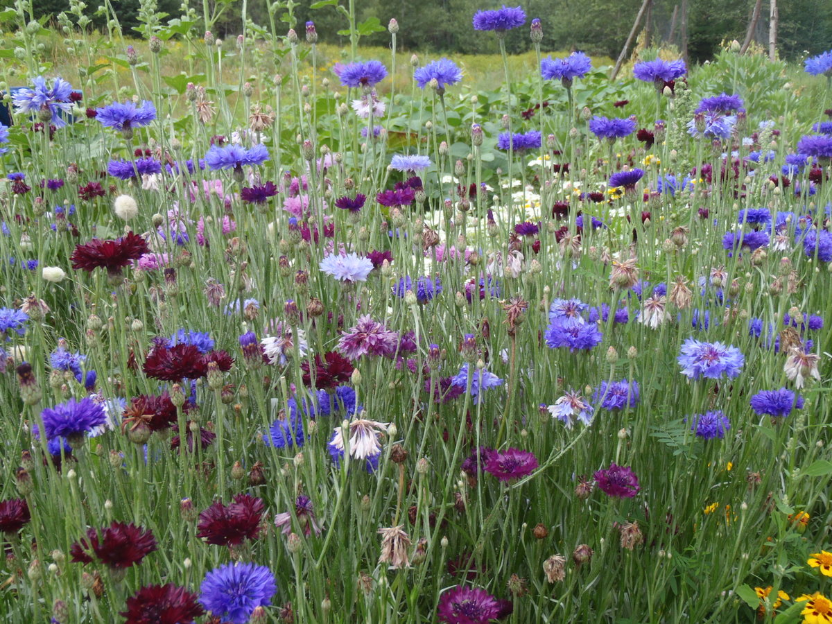 Cornflower mix - SEEDS Le potager ornemental de Catherine