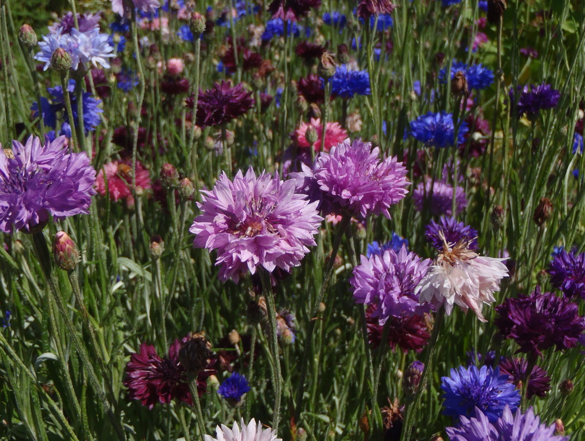 Cornflower mix - SEEDS Le potager ornemental de Catherine