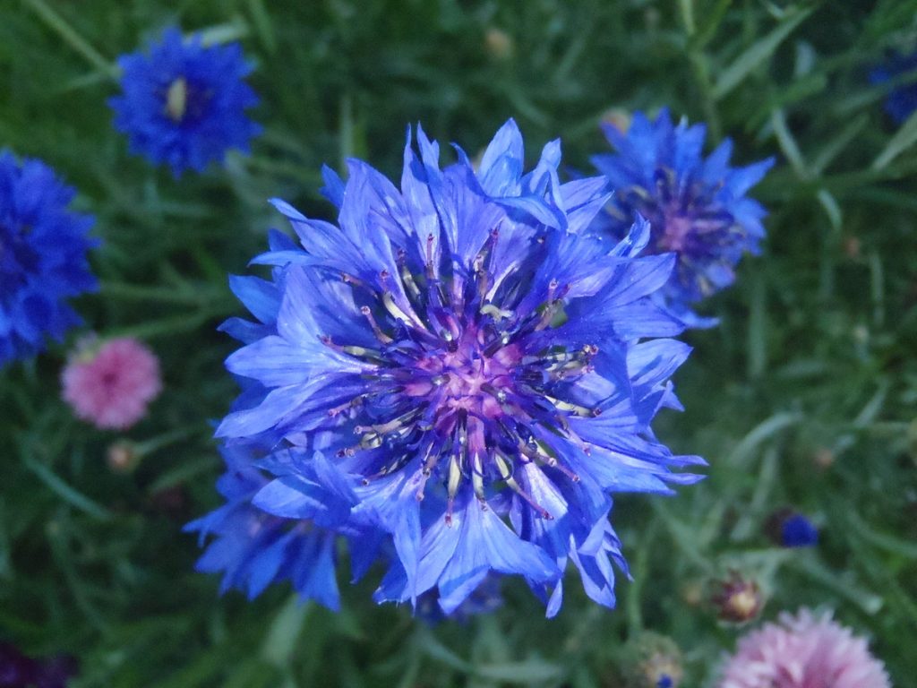 Cornflower mix - SEEDS Le potager ornemental de Catherine