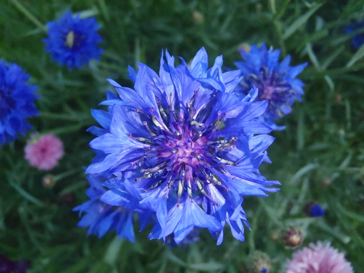 Cornflower mix - SEEDS Le potager ornemental de Catherine