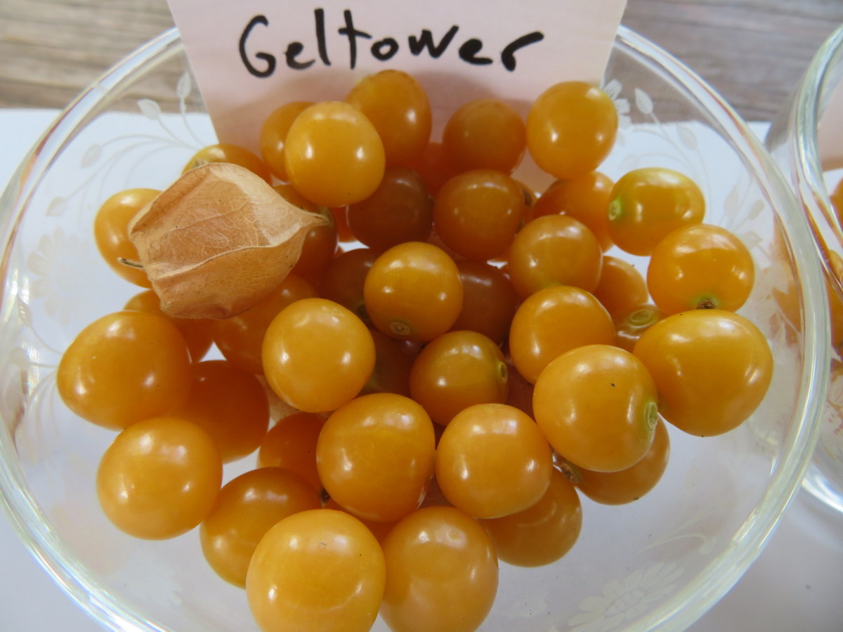 Cerise de terre Geltower SEMENCES - Le potager ornemental de Catherine