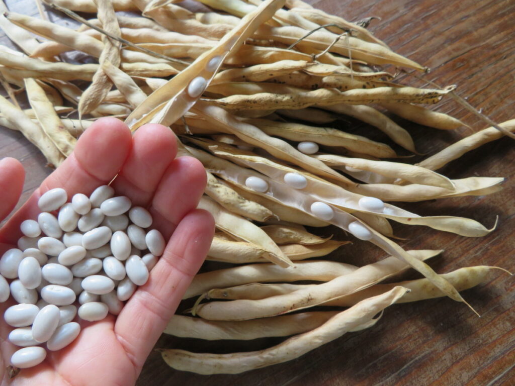 Bean Mountain White Half Runner SEEDS - Le potager ornemental de Catherine