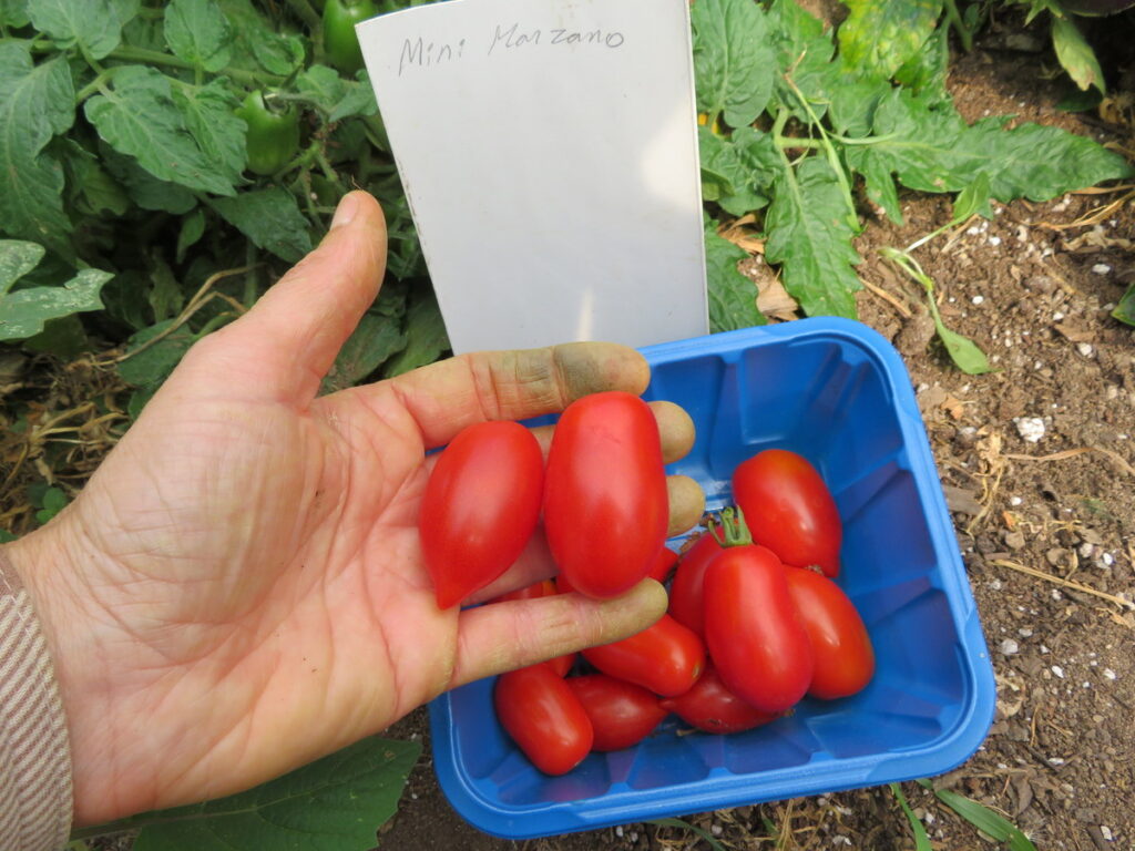 Tomate Mini Marzano SEMENCES - Le potager ornemental de Catherine