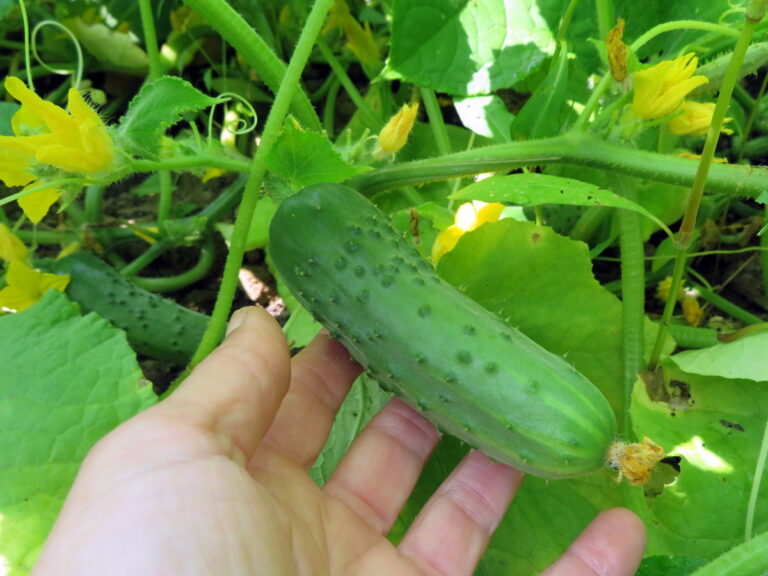 Concombre Québec Vert SEMENCES - Le potager ornemental de Catherine