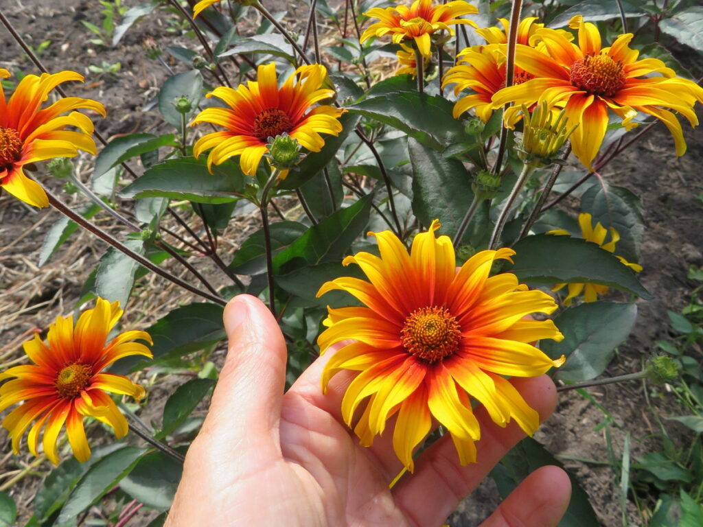 Heliopsis Burning Hearts SEEDS - Le potager ornemental de Catherine