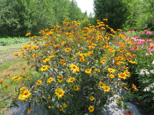 Heliopsis Burning Hearts SEEDS - Le potager ornemental de Catherine