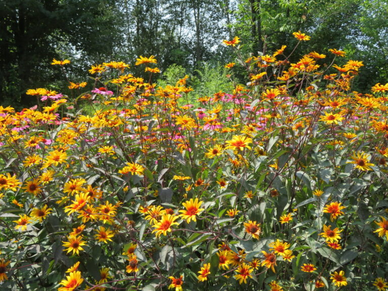 Heliopsis Burning Hearts SEEDS - Le potager ornemental de Catherine