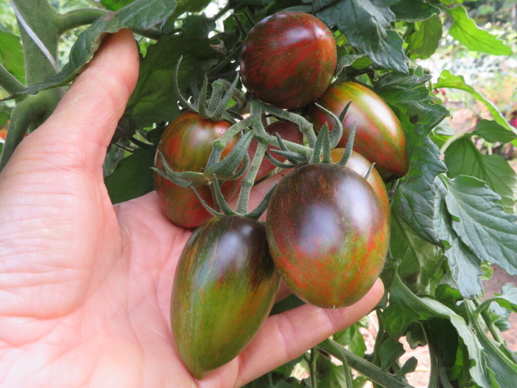 Tomato Magic Bullet SEEDS - Le potager ornemental de Catherine