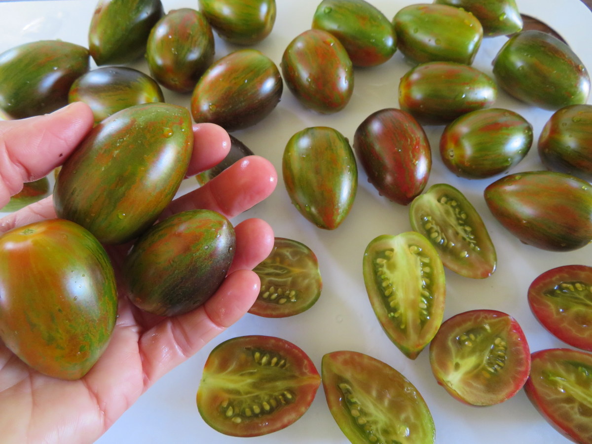 Tomato Magic Bullet SEEDS - Le potager ornemental de Catherine